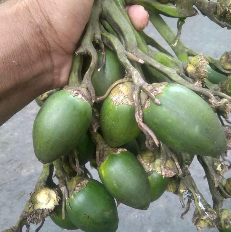 pinang muda segar langsung petik dari pohon 1 kg - Shop | Tokopedia