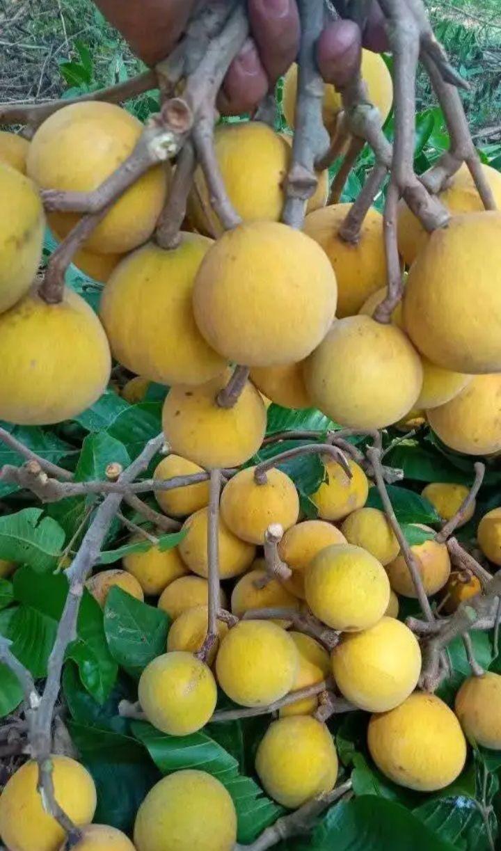 1 kg buah kecapi daun manis Fress seger - Shop | Tokopedia
