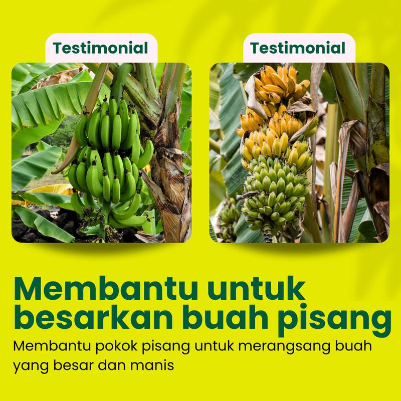 Agro Farm Baja Khas Pisang / Baja Paksa Buah / Baja Gemuk Pisang / Baja ...
