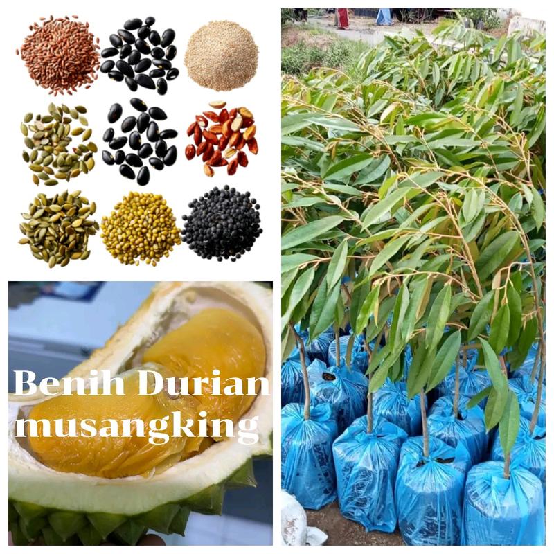 Benih Durian musangking model sambung tempel - Shop | Tokopedia