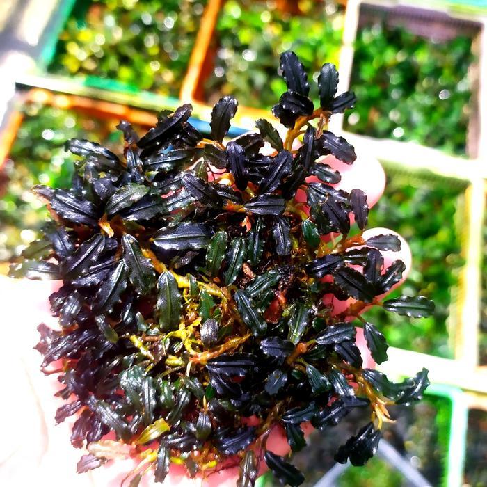 Bucephalandra Mini Mutasi (per Clump) - - Pokok Buce Mini Mutasi ...