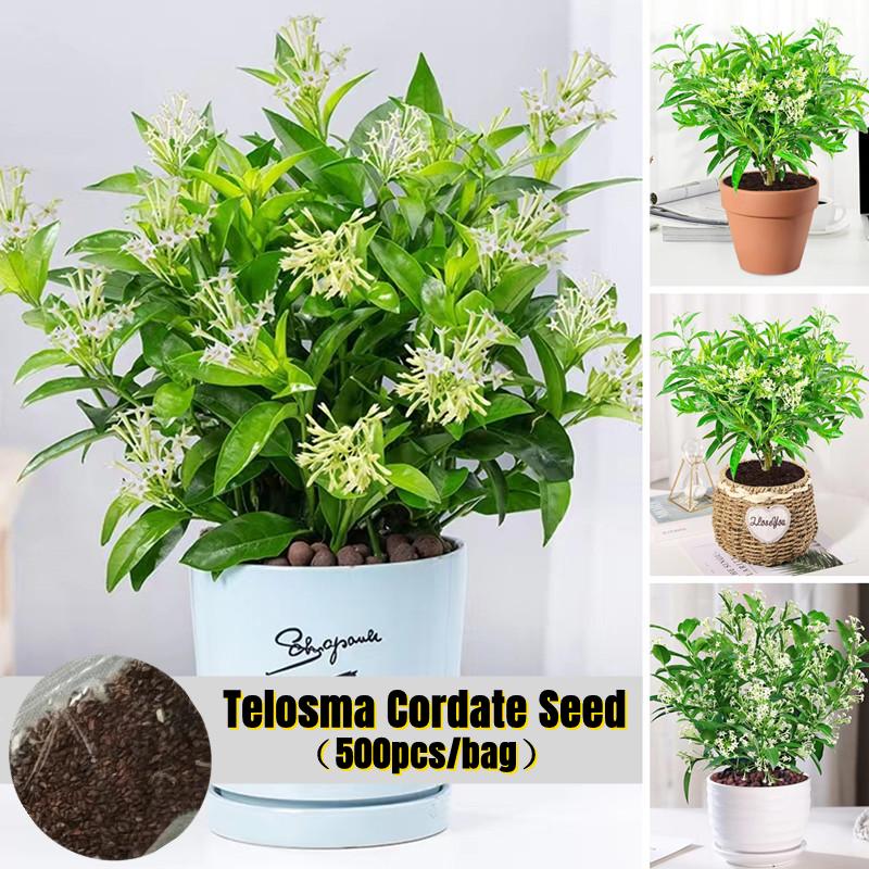 [Fast Germination] White Telosma Cordate Flower Seeds for Planting ...