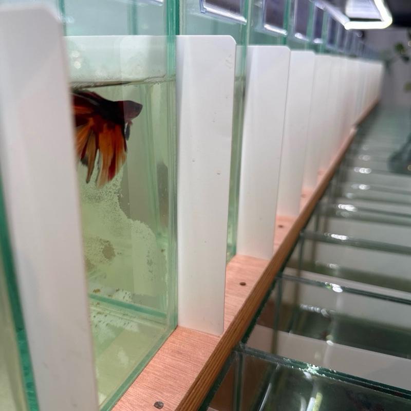Ai Zai Betta Tank Divider - Ideal for Carding between Betta Tanks ...