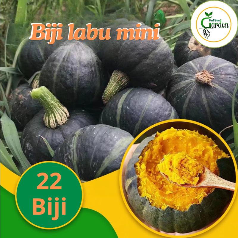[Benih import] Biji labu butternut - yang paling manis dari semua ...