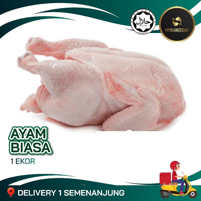 AYAM BIASA 1 EKOR AYAM BIASA FROZEN FOOD AYAM FROZEN FRESH Chicken ...