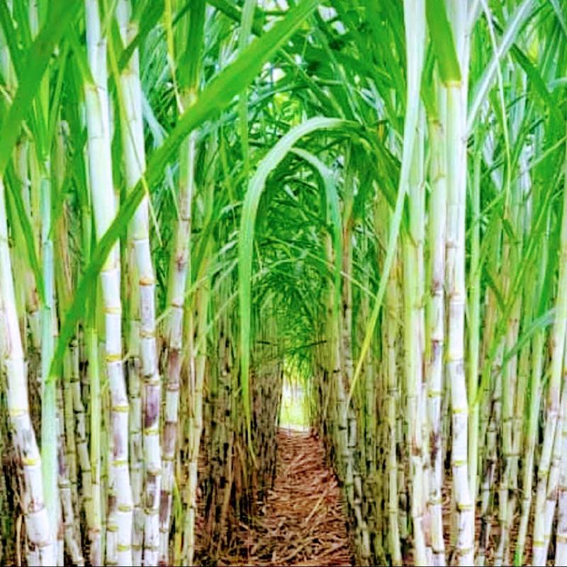 TEBU TUTUP MERAH NO. 3 PLUMPUNGAN KRADENAN PURWODADI 1,5L - Shop ...