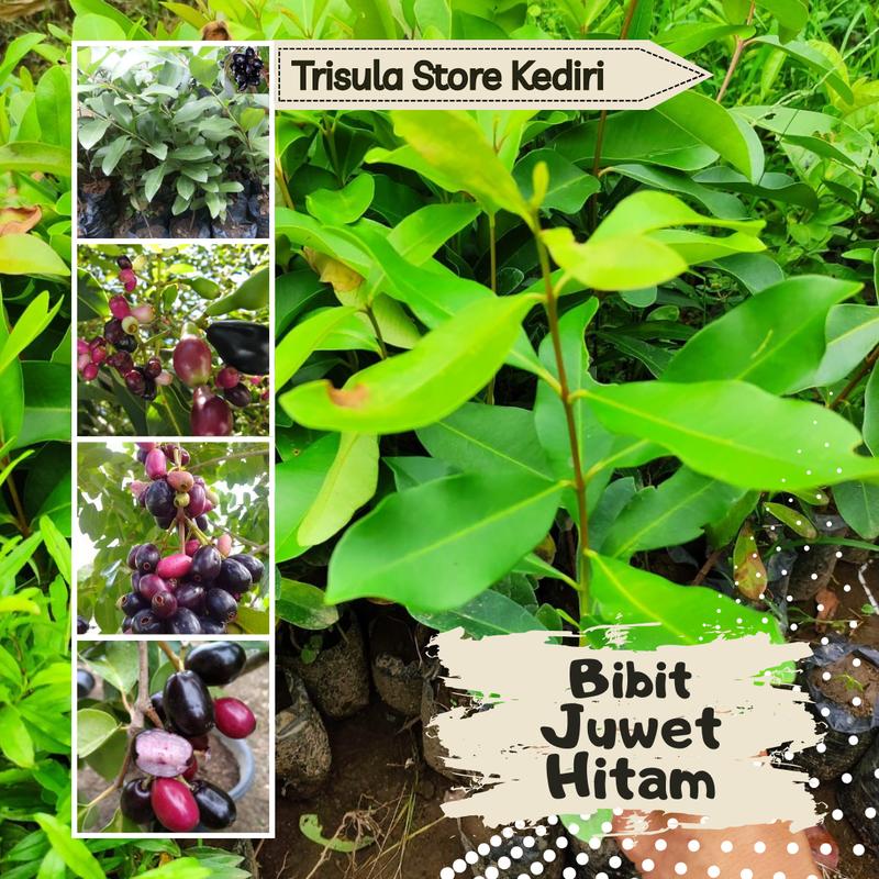 JAMBU KELING ARTIFICIALLL JUWET HITAM TANAMAN HIASAN BUATAN - Shop ...