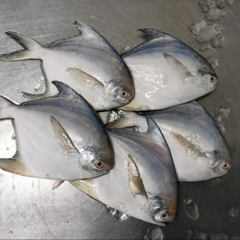 Fresh Frozen Baby White Pomfret 500-550gm per set - TikTok Shop Singapore