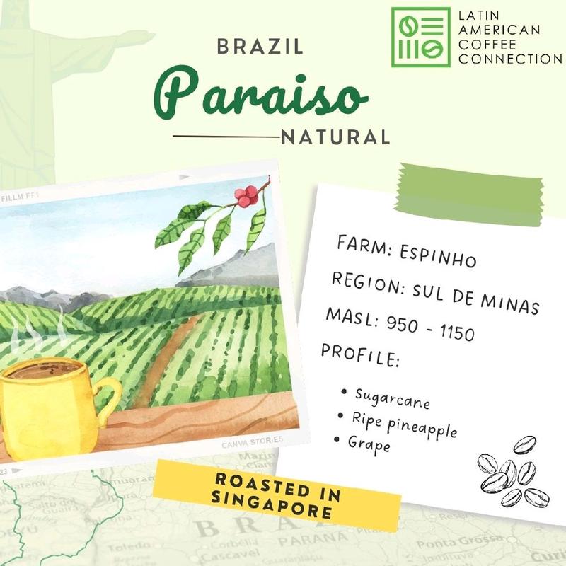 Brazil Paraiso Varietal, Natural Processed Coffee 200g roasted - TikTok ...
