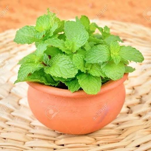 Jual Bibit / Benih Biji Tanaman Herbal Daun Mint Spearmint Isi 100 Biji ...