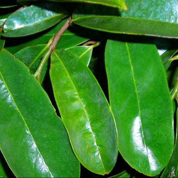 Daun Segar obat herbal alami daun sirsak 100 lembar - Shop | Tokopedia