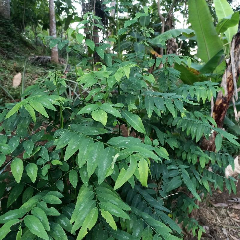 Daun Katuk segar per 1 ikat Pelancar asi - Shop | Tokopedia