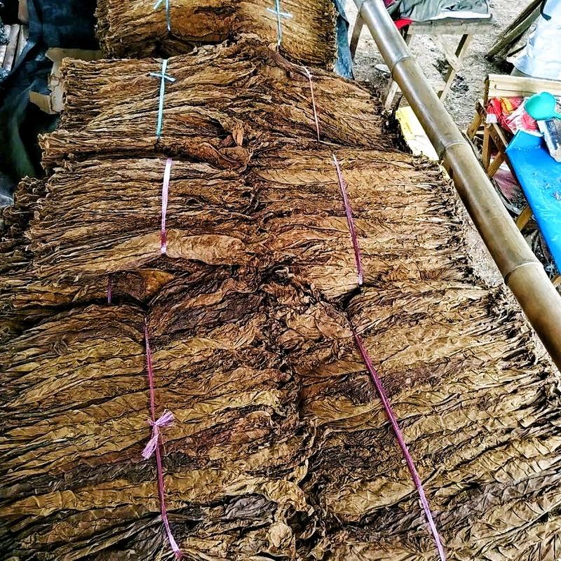 Organic Dried Mas K@daz from Mindanao Dried Le@ves Native Variety ...