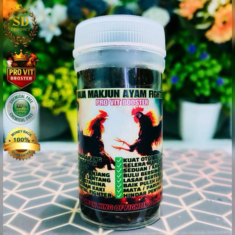 RAJA MAJON AYAM FIGHTER KING OF FIGHTING CHIKEN 2X LEBIH PADU - TikTok ...