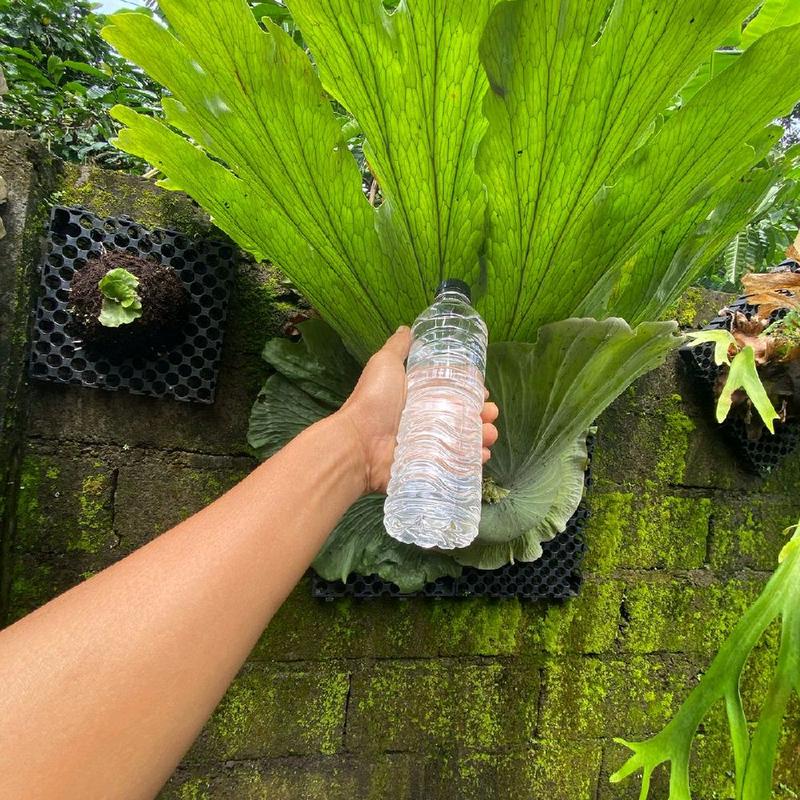 paket 2 botol parfum pria 600ml - Shop | Tokopedia