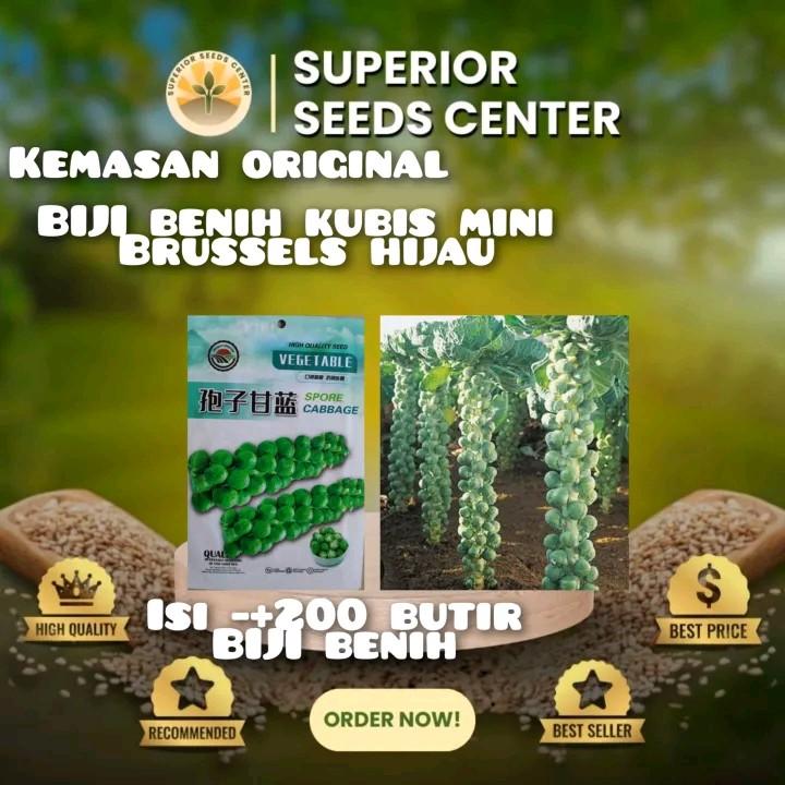 kemasan original (250 butir) biji benih tanaman kubis mini Brussell F1 ...