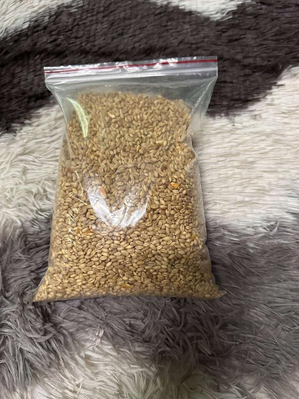 Wheat Grains - 1Kg Raw Whole Grain for Mushroom Spawn (Trigo) - TikTok ...