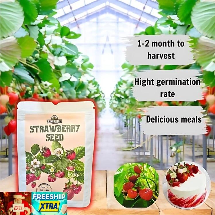 Red Strawberry Seeds Packet - SUPER BIG FRUIT at HIGH YIELD - TikTok ...