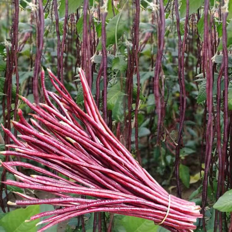 RED SITAO SEEDS (20 Seeds) - Long Red Variety - TikTok Shop Philippines
