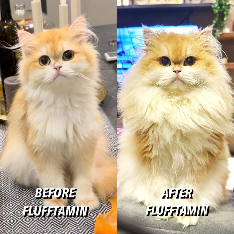 FLUFFTAMIN UNTUK GEMUKKAN, CANTIKKAN BULU KUCING DAN ANJING - TikTok ...