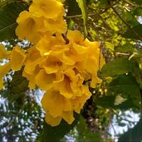 Jual TANEMAN HIAS POHON BUNGA TEKOK MAS/BUNGA TEROMPET KUNING YELLOW ...