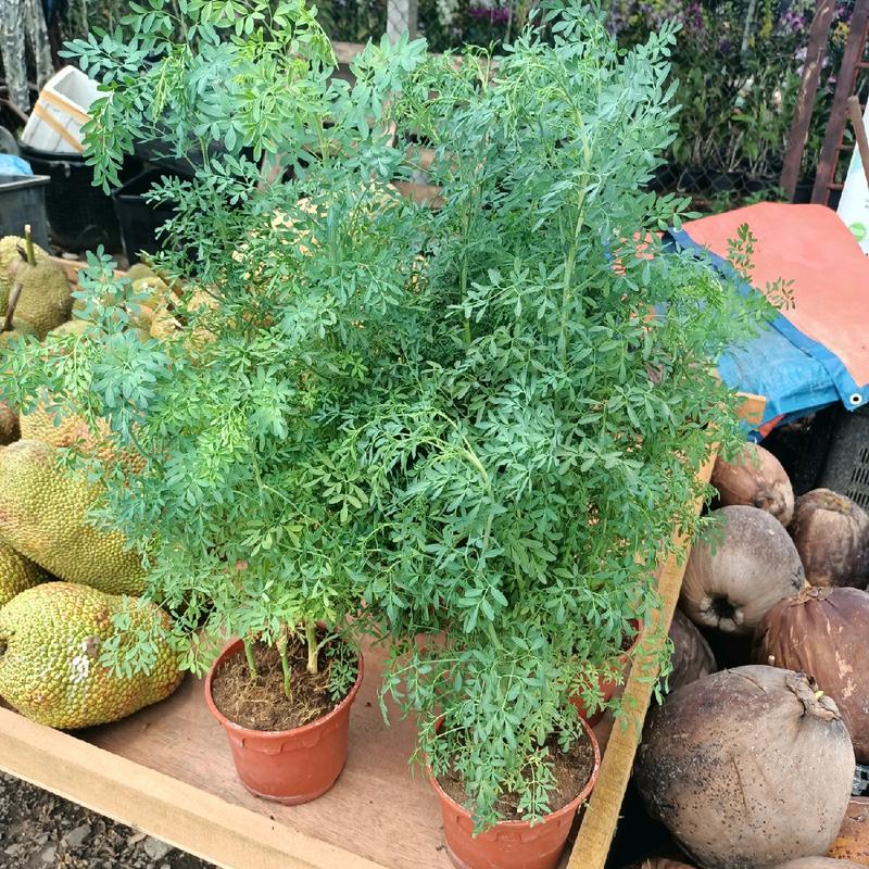ARTIFICIAL pokok GARUDA (aruda) - TikTok Shop Malaysia