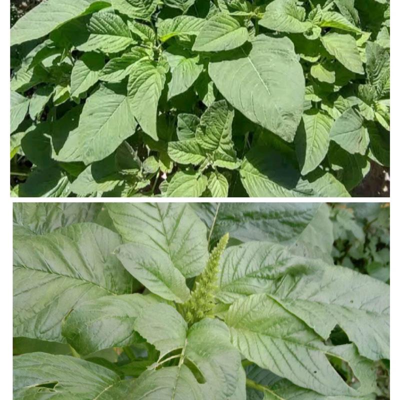 Giant kulitis /hybrid kulitis seeds 100pcs seeds for planting - TikTok ...