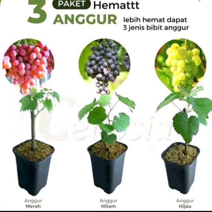 3 paket anggur genjah manis batang besar dan mudah berbuah - Shop ...