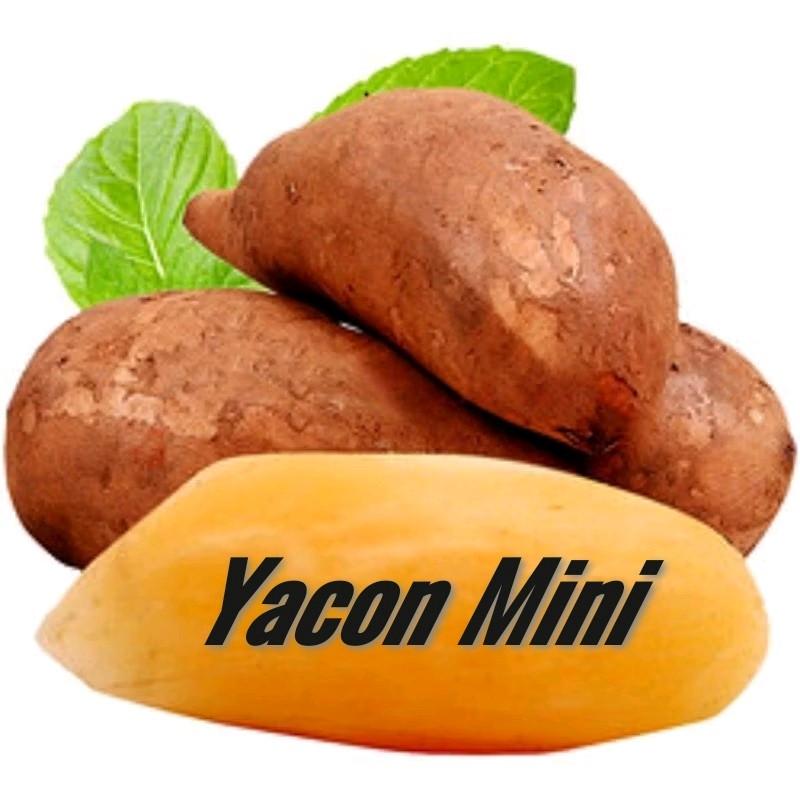 Fresh Organic Yacon mini (1KG++)Cameron Highlands(size mini) - TikTok ...