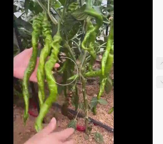 Screw pepper seeds Spring four seasons vegetable seeds peppe - TikTok ...