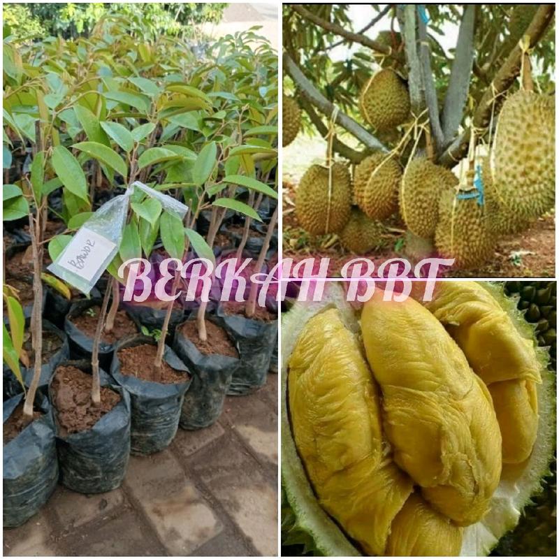 Benih/bibit durian bawor super - Shop | Tokopedia