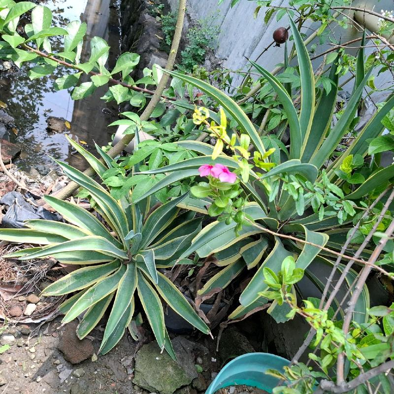 Agave Angustifolia Tanaman Hias Suku Asparagaceae Bahan Membuat Mascal ...