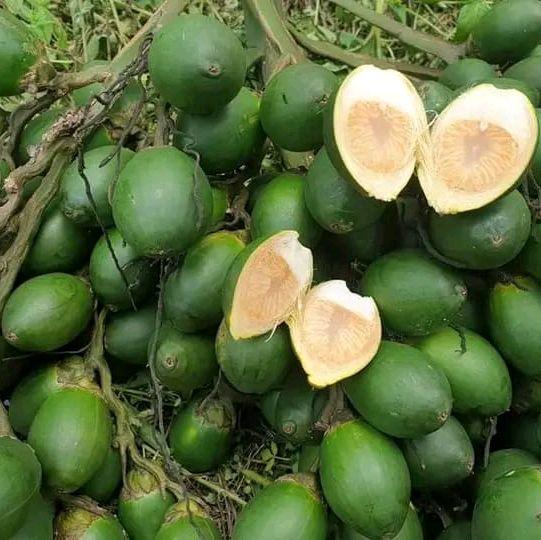buah pinang muda segar 1kg,solusi orang dewasa - Shop | Tokopedia