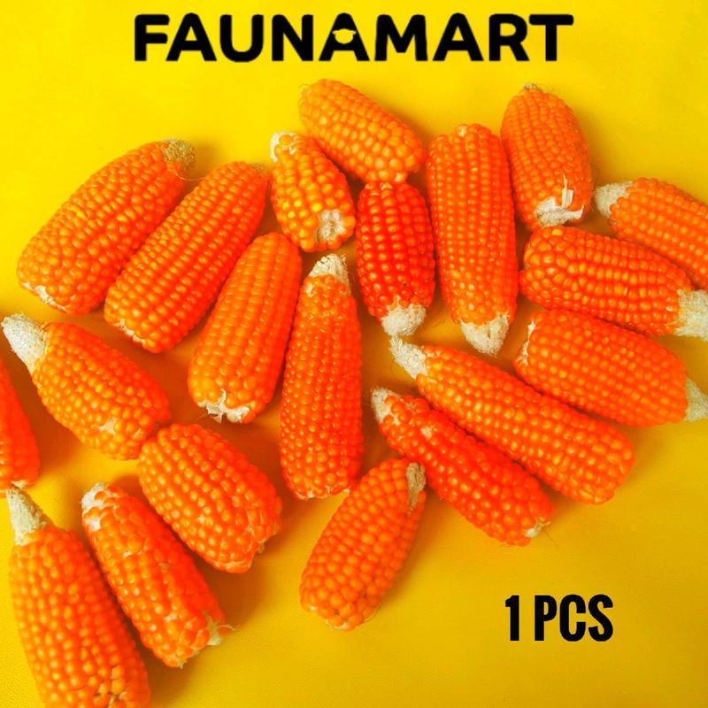 Jagung Kering 1 pcs Dried Corn, Chew Toys Makanan Hamster Fauna Mart ...