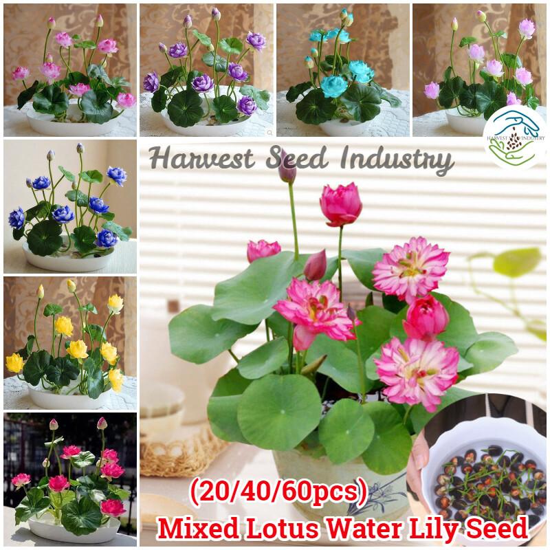 Easy to grow 20-60pcs Mixed Color Mini Lotus Water Lily Bonsai - TikTok ...