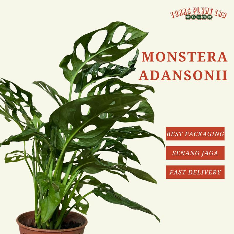 Pokok Bunga MONSTERA ADANSONII Pokok Hiasan Murah - TikTok Shop Malaysia