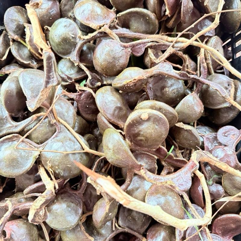 BUAH JERING KAMPUNG ASLI 1KG - TikTok Shop Malaysia