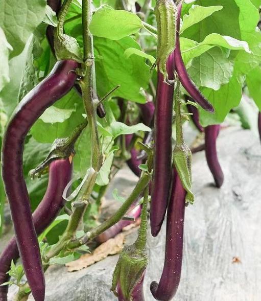 Purple Shuai Hangjia seed Hang Jia No. 1 seed Long and thin purple ...