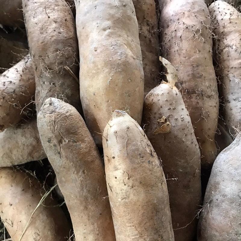 1KG gembili ketan manis legit mempyur fres - Shop | Tokopedia