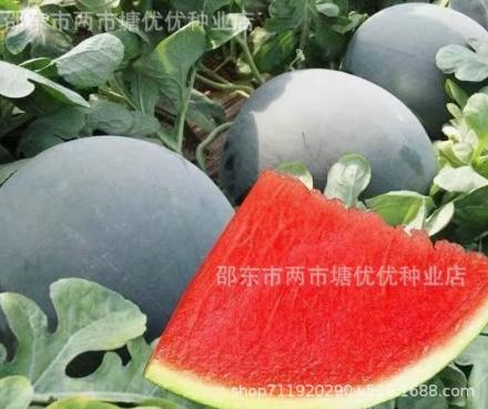 Super large seedless watermelon super sweet skin thin flesh more ...