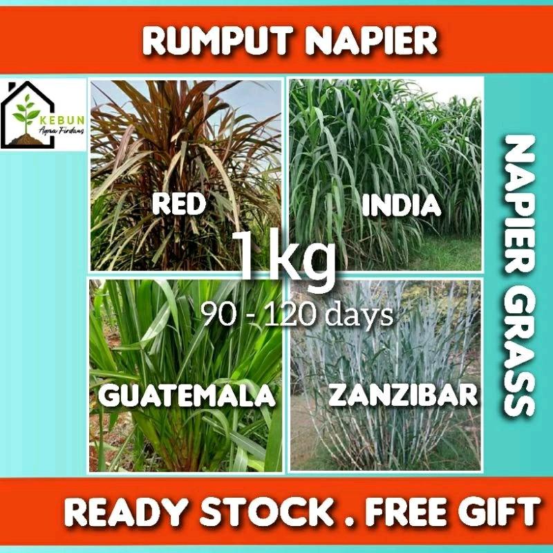 BENIH RUMPUT NAPIER INDIA ZANZIBAR MERAH GUATEMALA CUTTING - TikTok ...