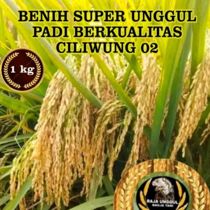 BENIH BIBIT PADI SUPER UNGGUL CILIWUNG 02 kemasa 1 kg - Shop | Tokopedia