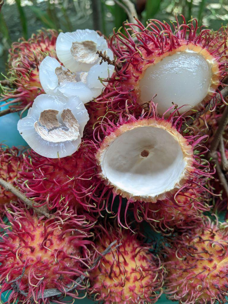 Rambutan Binjai Manis 2kg Berair Nglontok fresh - Shop | Tokopedia