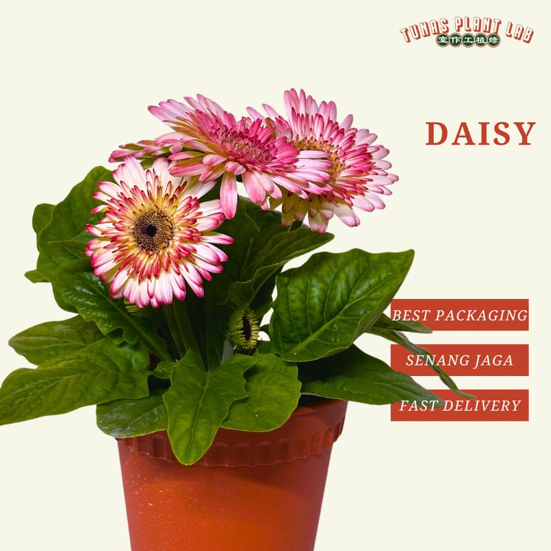 Pokok Bunga BUNGA DAISY Pokok Hiasan Murah - TikTok Shop Malaysia