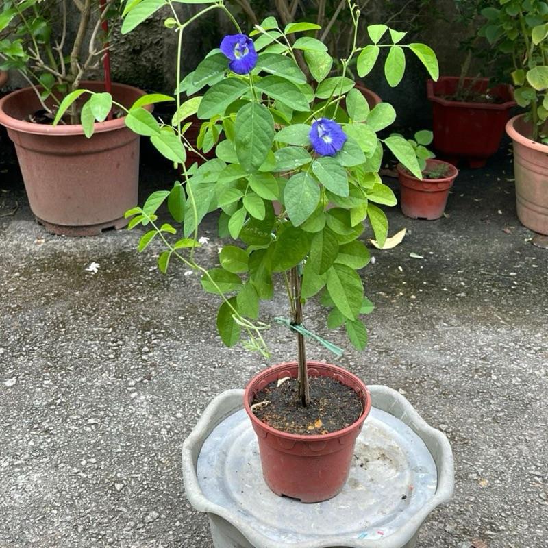 ANAK POKOK BUNGA TELANG | SANGU POO (IN POT and POLYBAG) - TikTok Shop ...
