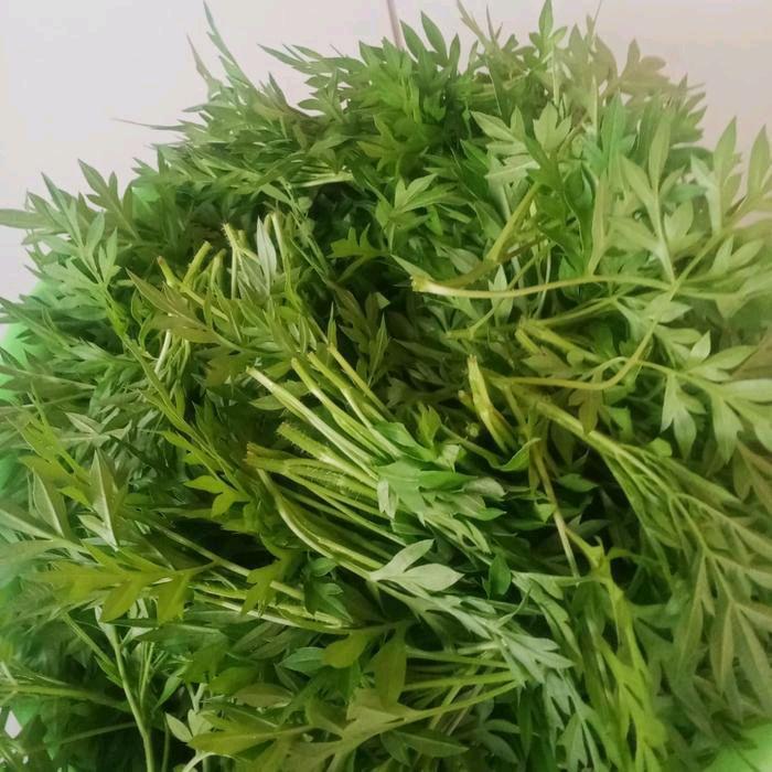 daun suring daun kenikir atau daun suring segar langsung petik per 150 ...