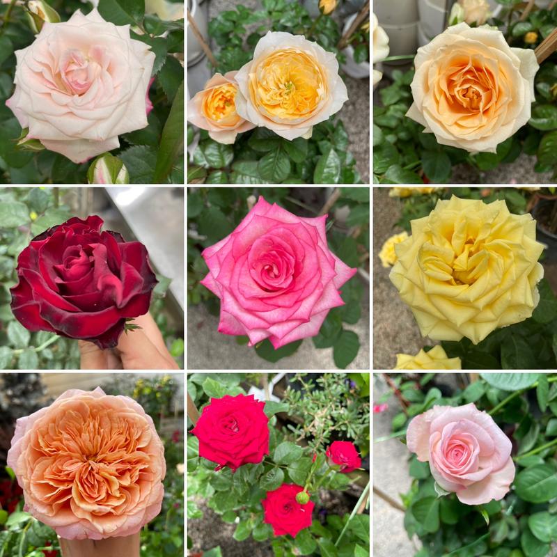 H2O - Rose China [RANDOM COLOUR] pokok bunga Hidup - TikTok Shop Malaysia