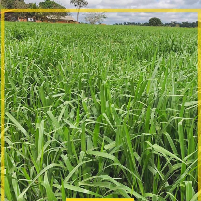 10kg BORONG Benih Rumput Ruzi Rumput Ragut Brachiaria Ruzi Seeds ...