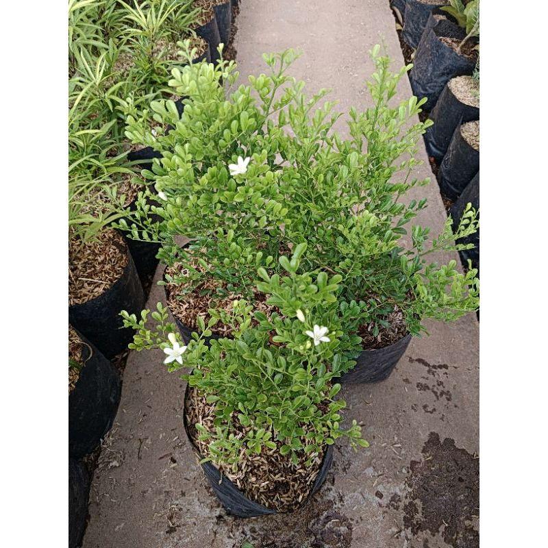 tanaman bunga kemuning mikro bunga wangi daun kecil rimbun - Shop ...