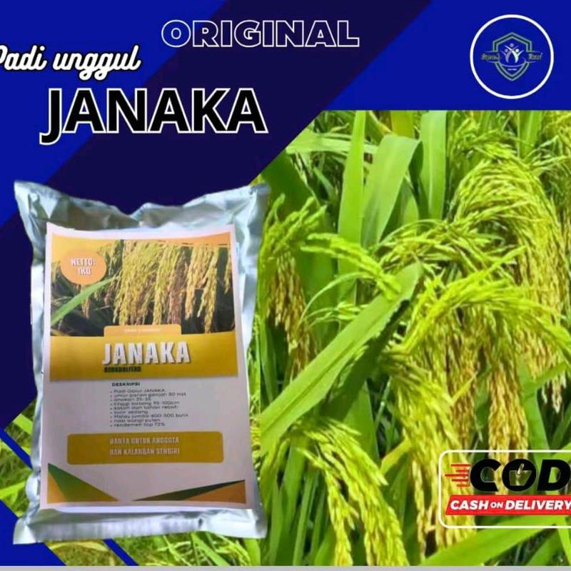 Benih padi berkualitas JANAKA SUPER kemasan 1KG.new original - Shop ...